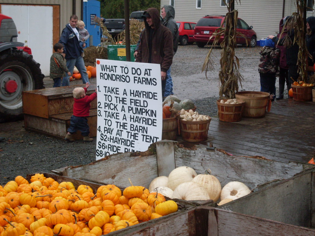 A very long post about pumpkin pierogies. | well fed, flat broke